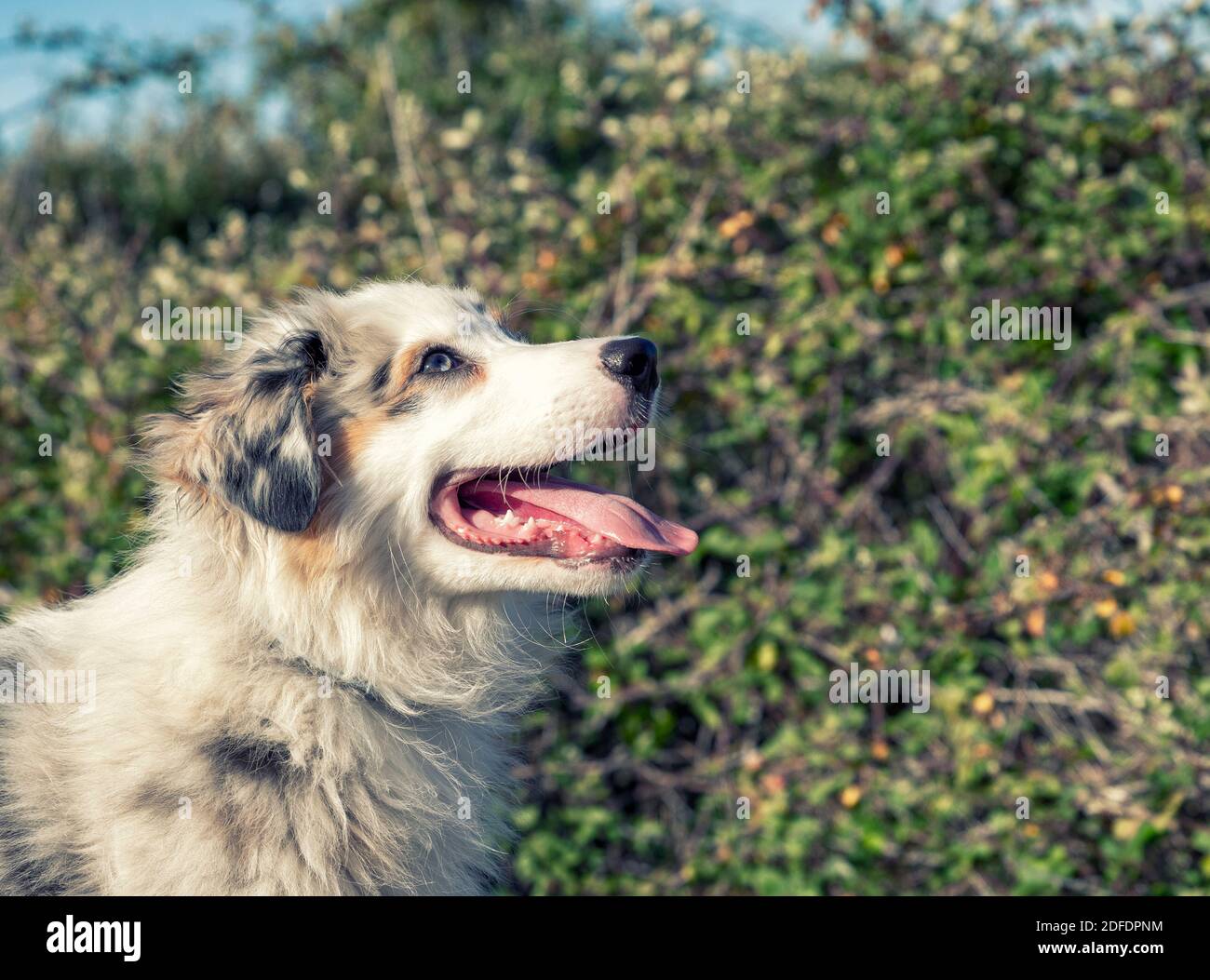 Berger australien merle bleu Banque de photographies et d’images à ...