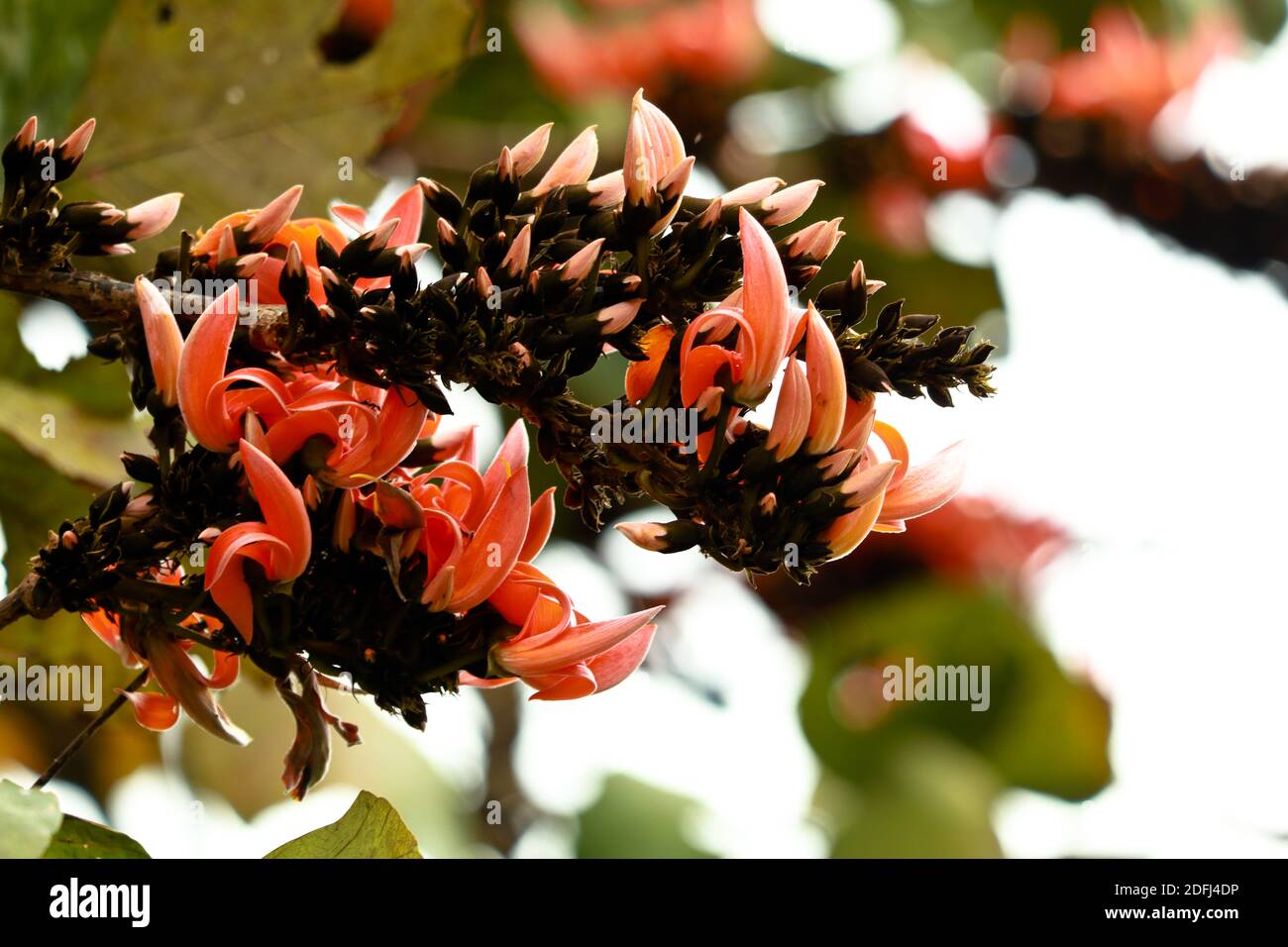 Fleurs de la flamme de la forêt ou butea frondosa, foyer sélectif Photo ...