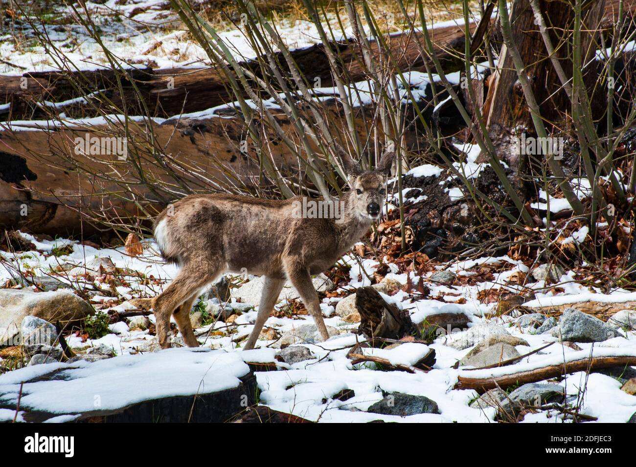 Pied de cerfs Banque de photographies et d’images à haute résolution ...