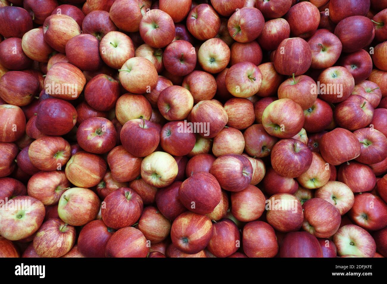 Pommes biologiques rouges Banque de photographies et d’images à haute ...