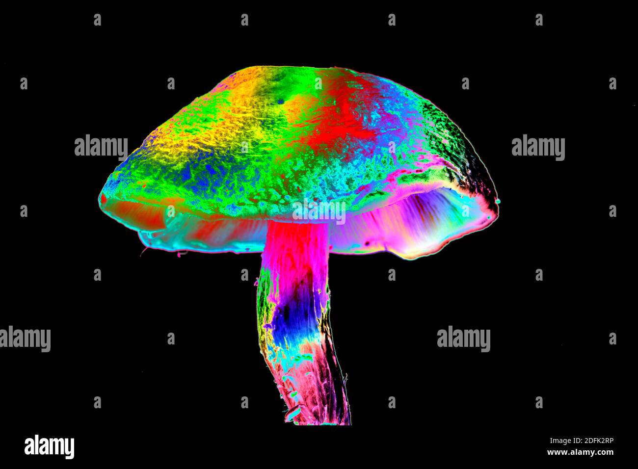 Champignon magique Banque de photographies et d’images à haute ...