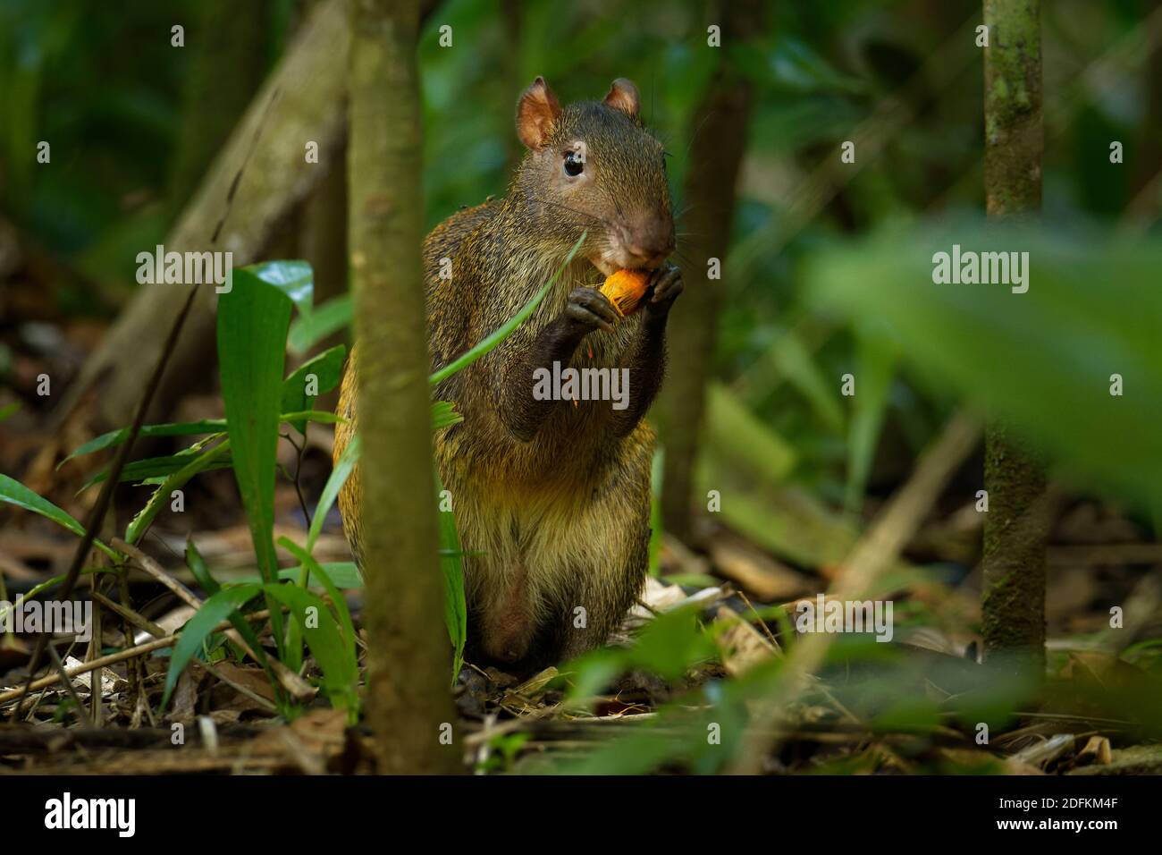 Panama rodent Banque de photographies et d’images à haute résolution ...