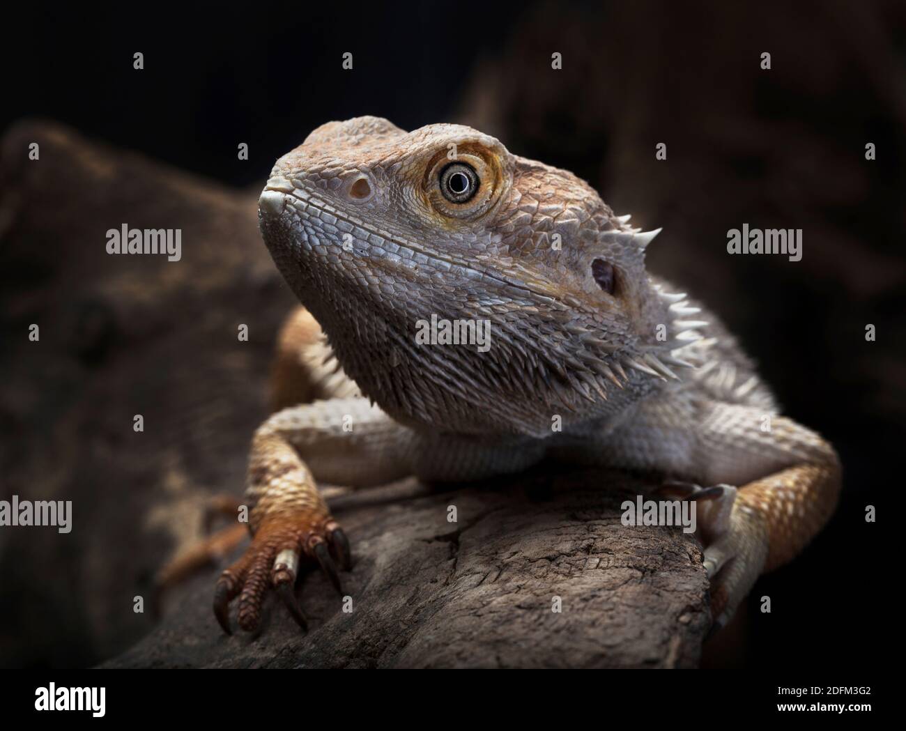 Nourriture pour dragon barbu Banque de photographies et d’images à ...