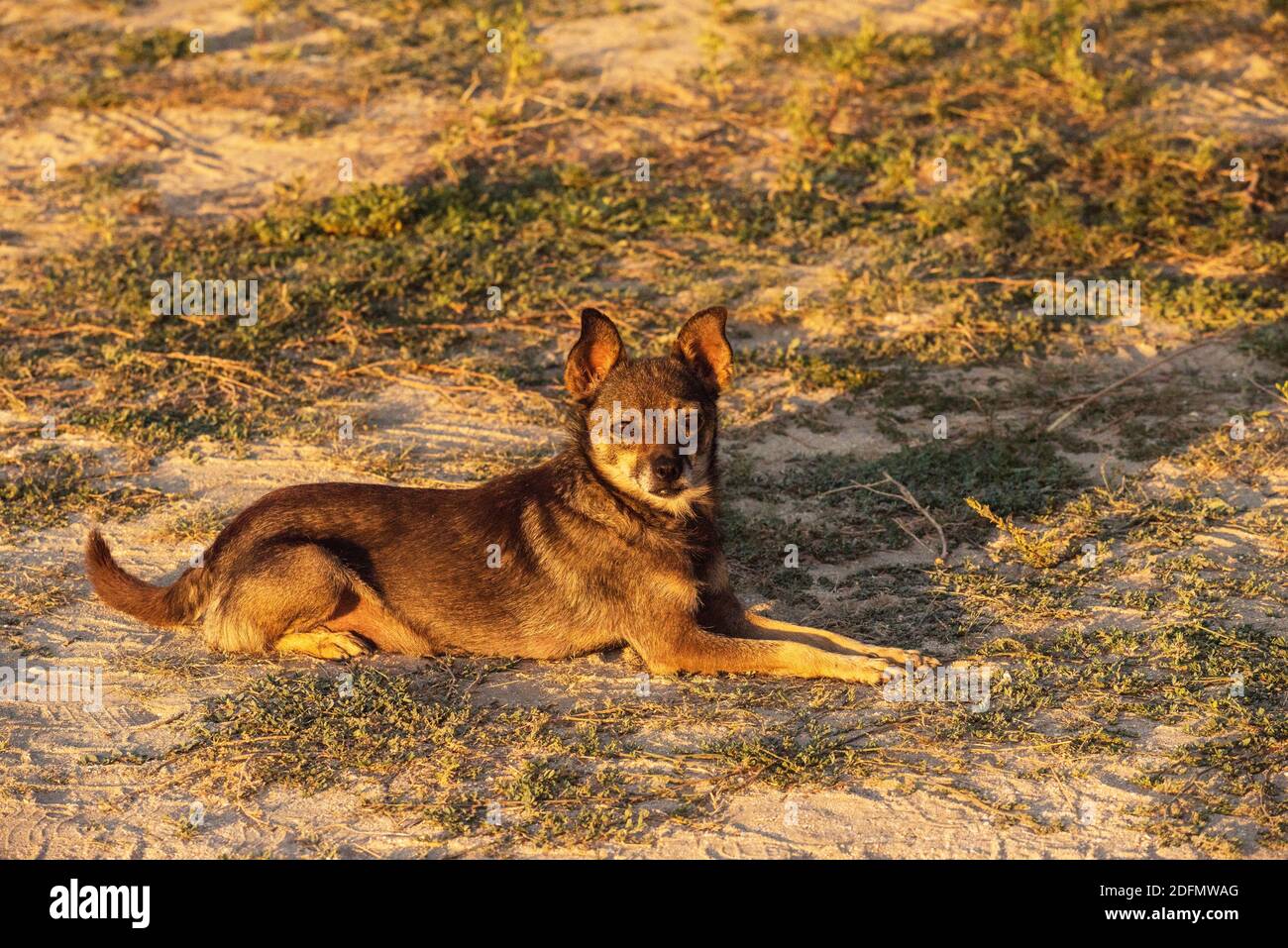 Le chien repose sur le sol et repose. Un chien mongrel gris repose sur ...