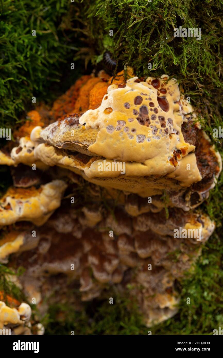 Inonotus radiatus Banque de photographies et d’images à haute ...