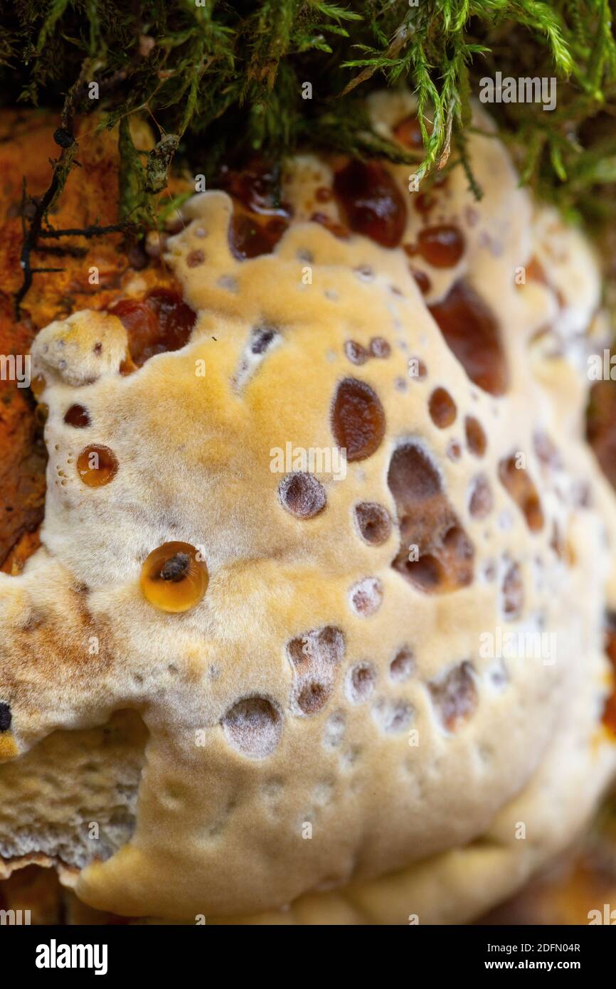 Inonotus radiatus Banque de photographies et d’images à haute ...