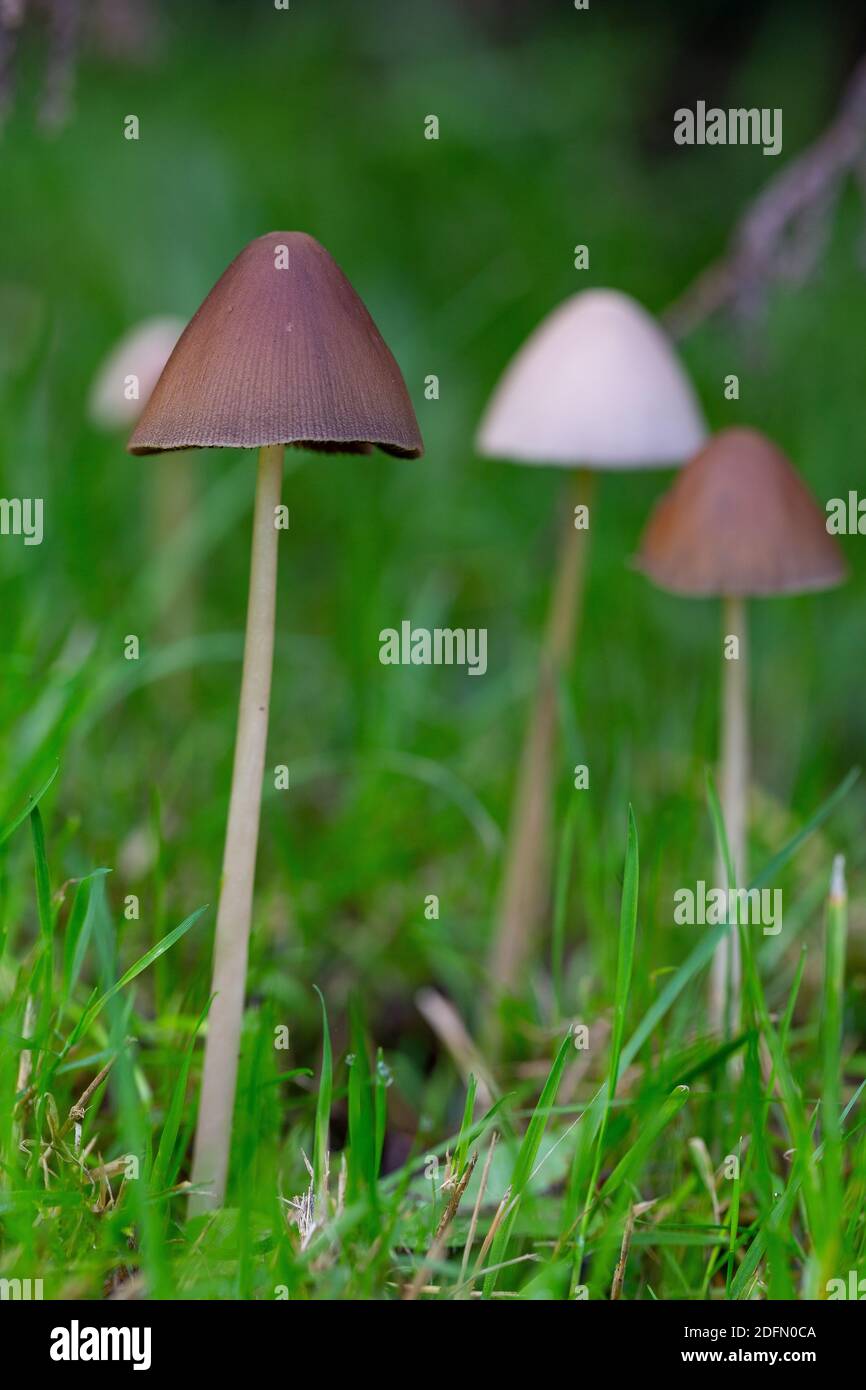 Parasola conopilus Banque de photographies et d’images à haute ...