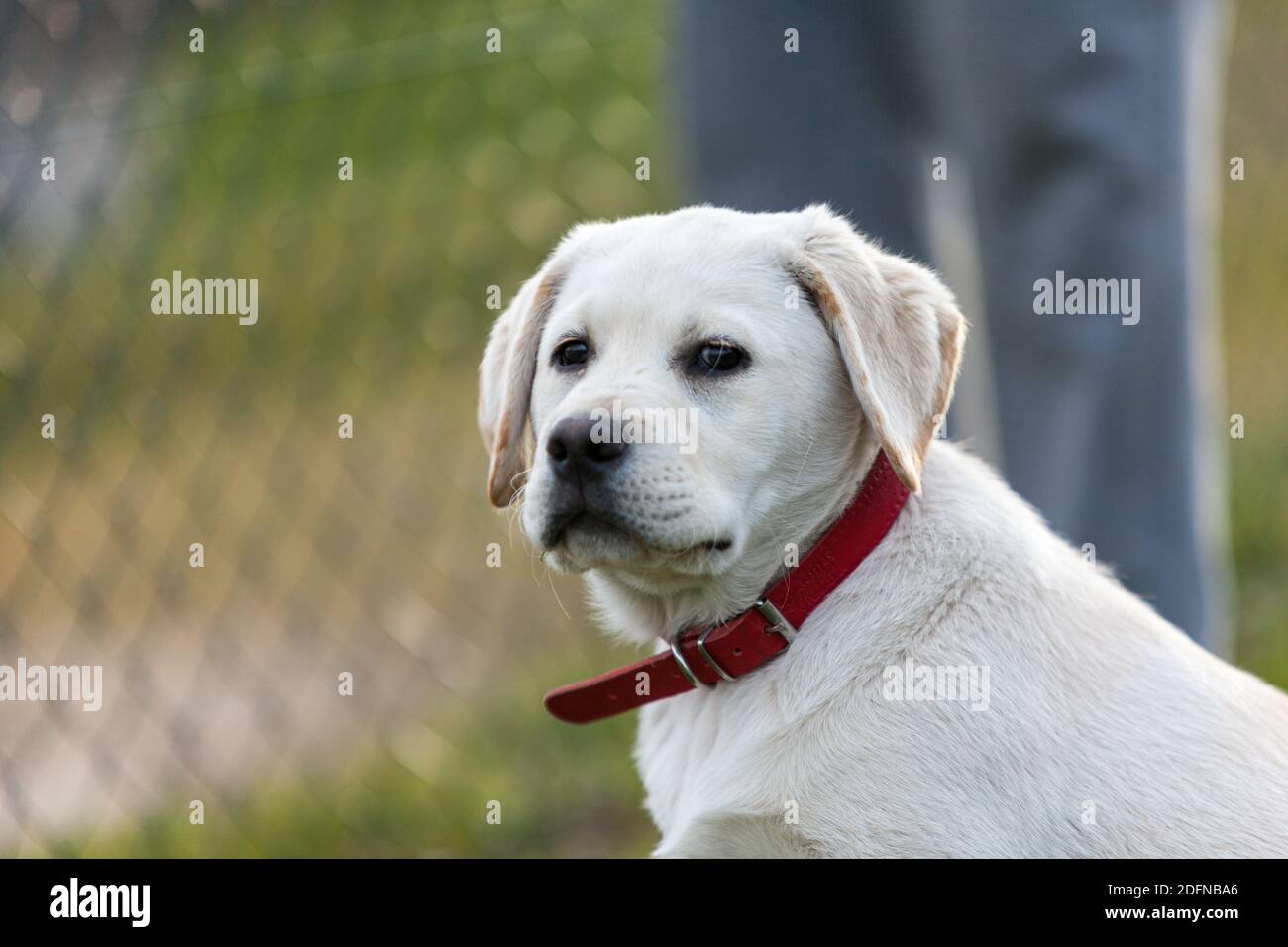 Chiot labrador blanc Banque de photographies et d’images à haute ...