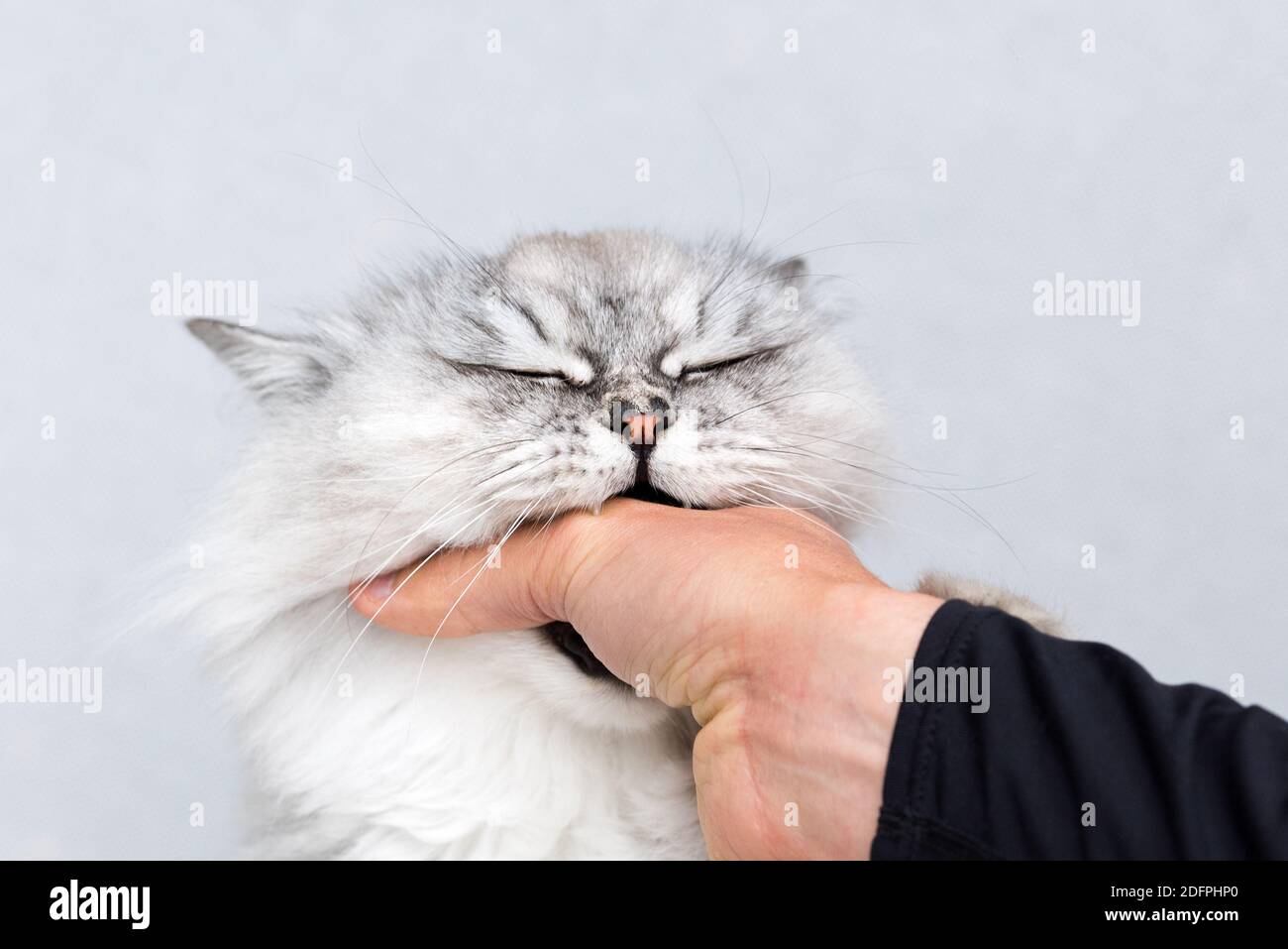 Chat persan chinchilla Banque de photographies et d’images à haute ...