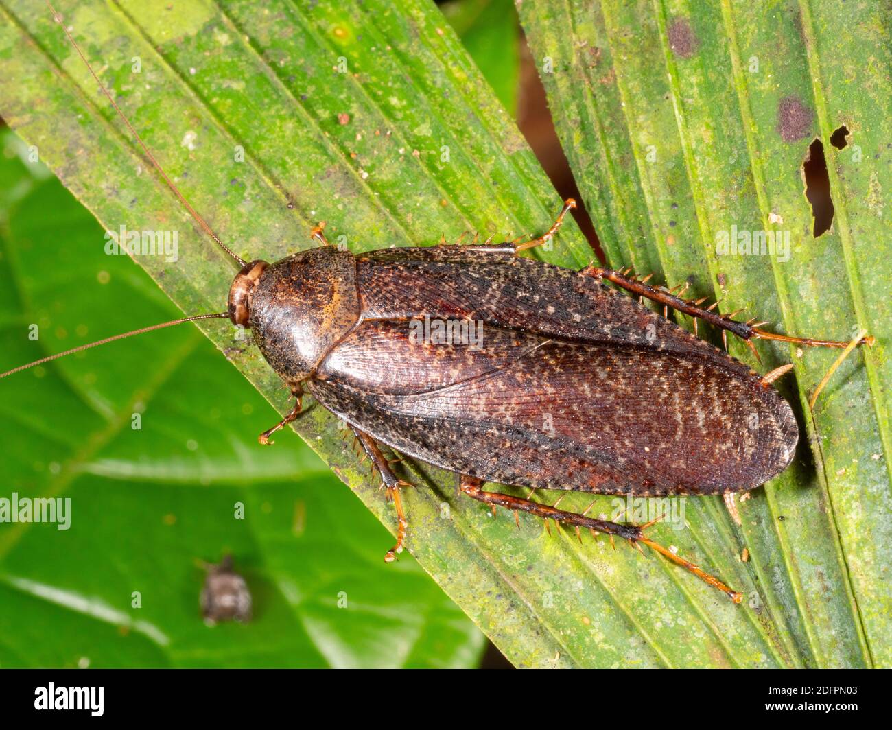 Tropical Cockroach Banque d'image et photos - Alamy