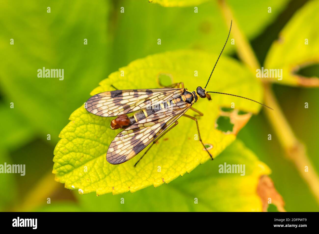 Scorpionfly, étrange insecte sur une feuille Photo Stock - Alamy