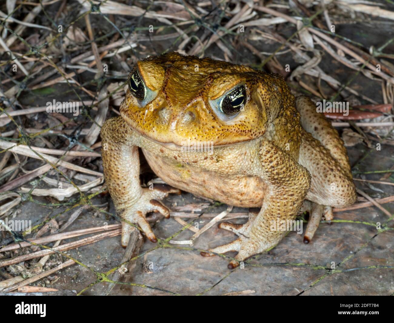 Crapaud géant Banque de photographies et d’images à haute résolution ...