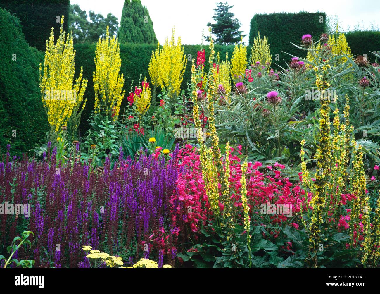 Bordure de fleurs penstemon Banque de photographies et d’images à haute ...