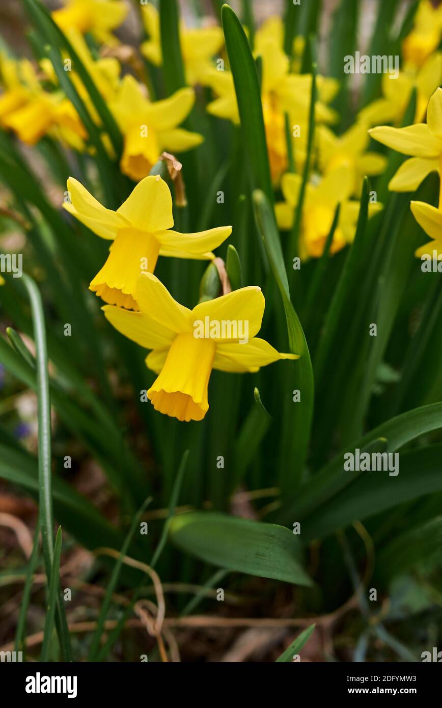 Dwarf narcissus Banque de photographies et d’images à haute résolution ...