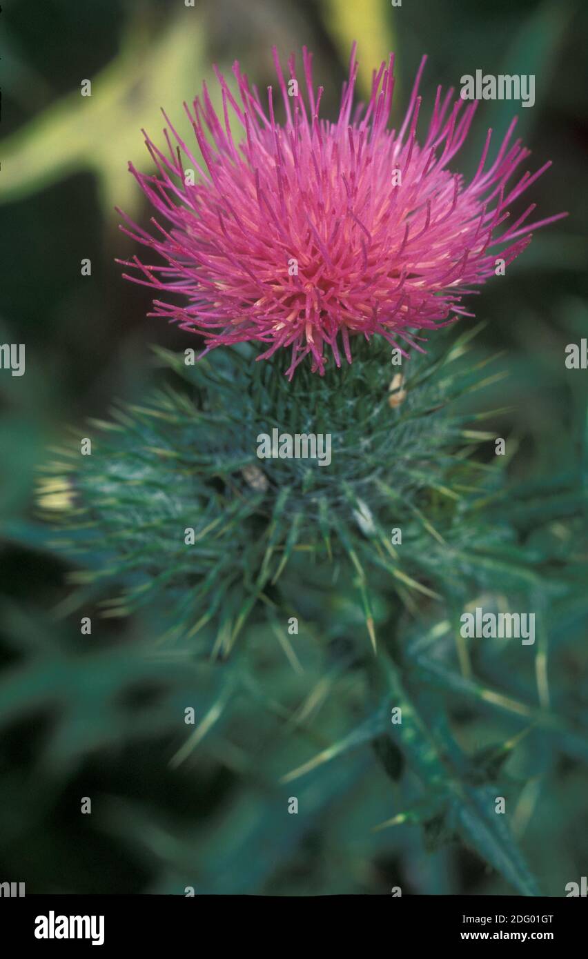 Chardon de bord de route Banque de photographies et d’images à haute ...