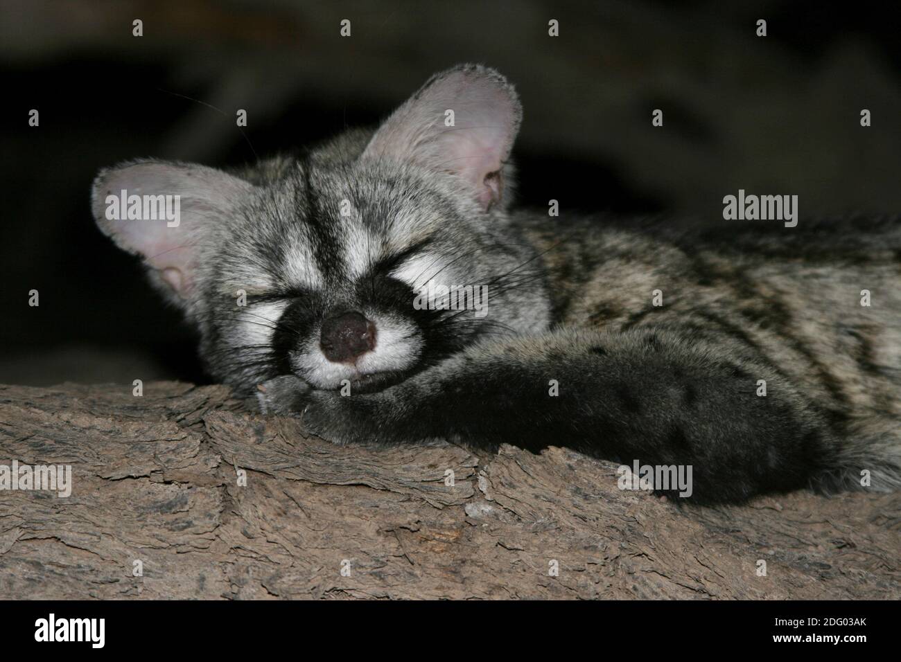 Genette commune Banque de photographies et d’images à haute résolution ...