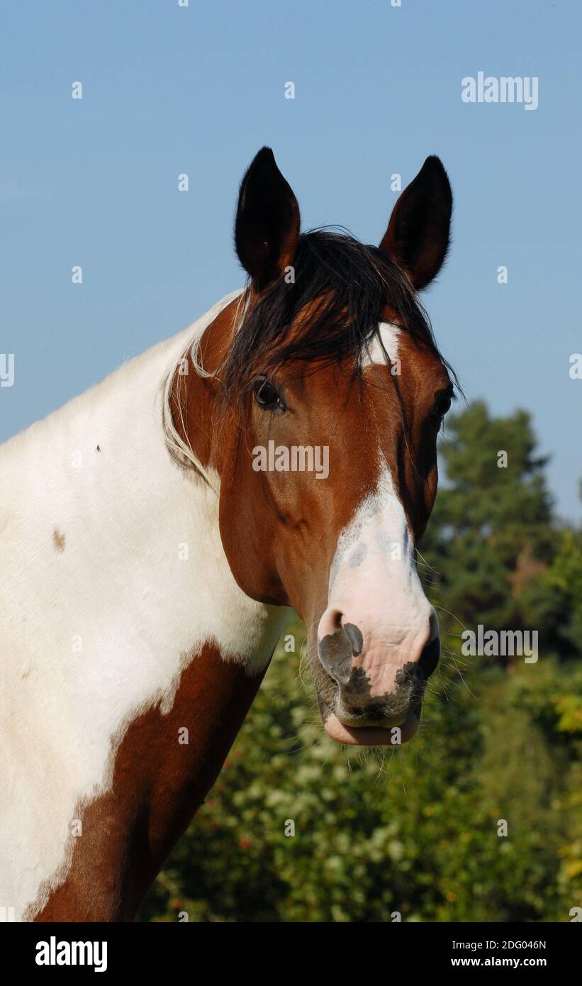 Cheval Polonais Banque d'image et photos - Alamy
