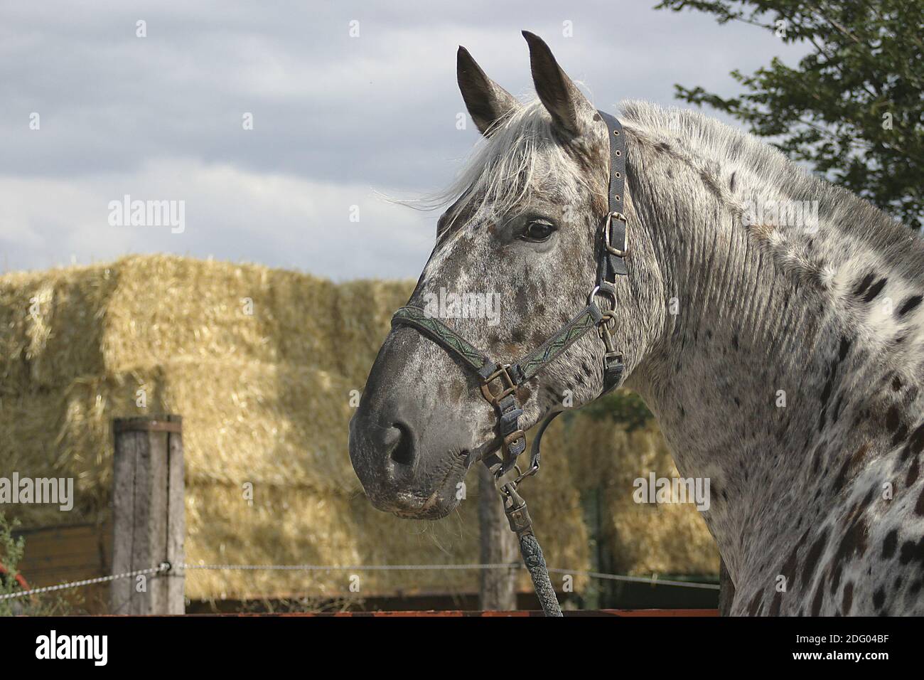 Knabstrupper horse Banque de photographies et d’images à haute ...