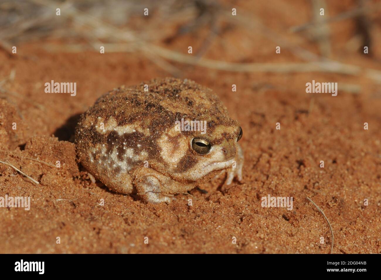 Grenouille sud africaine Banque de photographies et d’images à haute ...