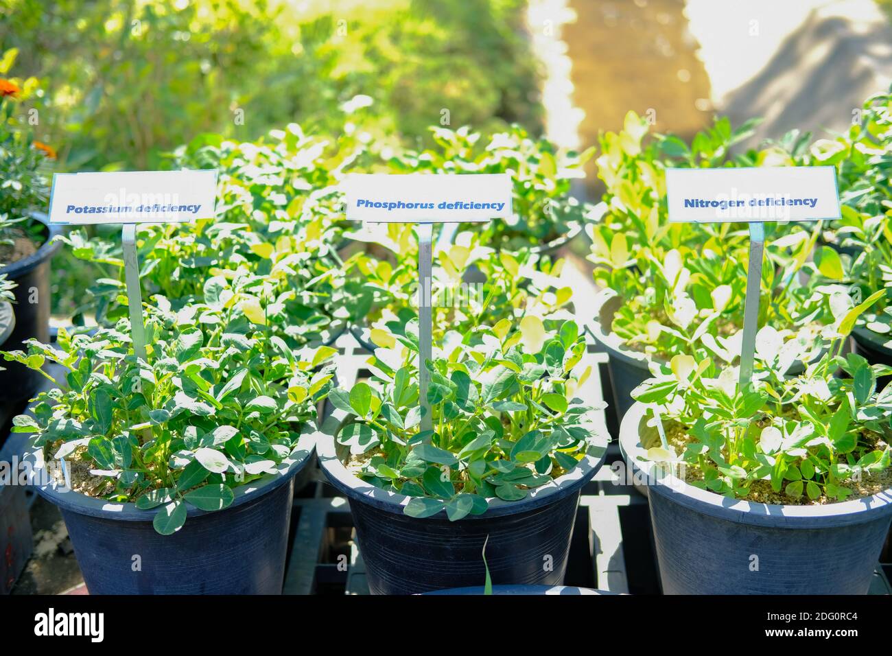 Carence en potassium Banque de photographies et d’images à haute ...