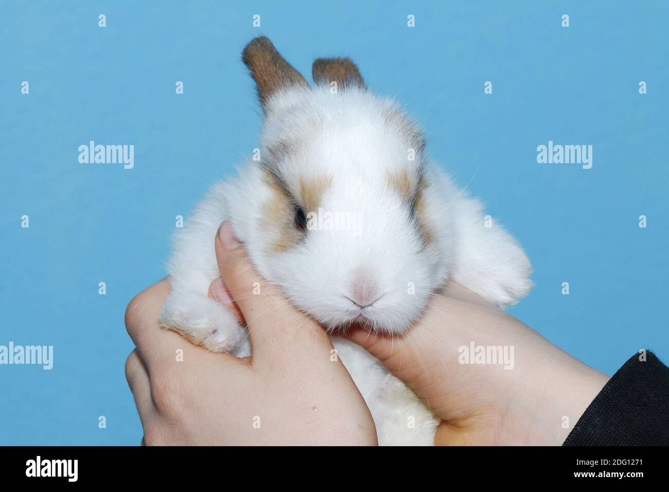 Bébé lapin marron Banque de photographies et d’images à haute ...