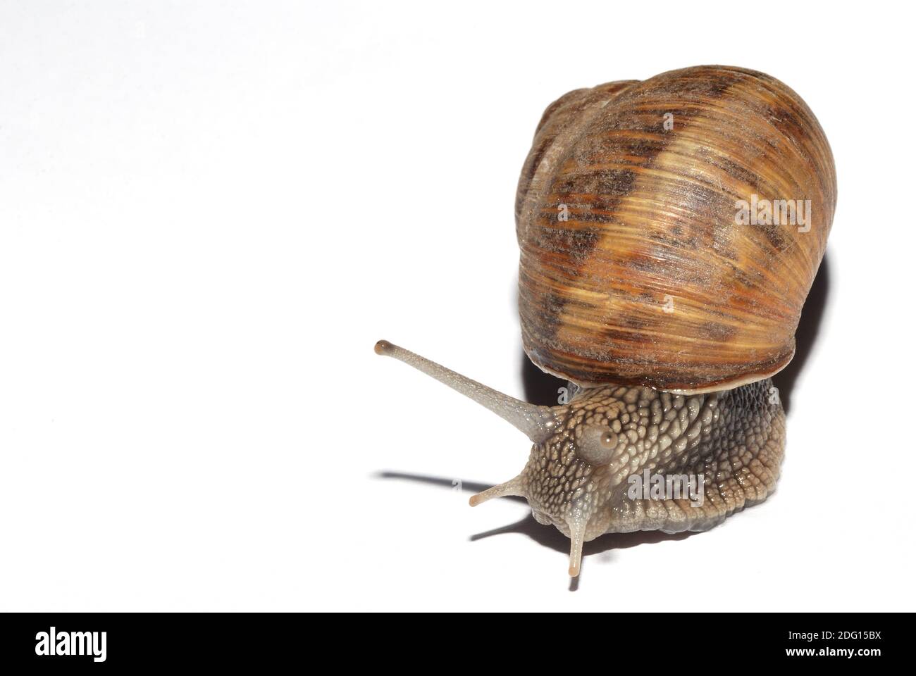 Escargot sur fond blanc Banque de photographies et d’images à haute ...