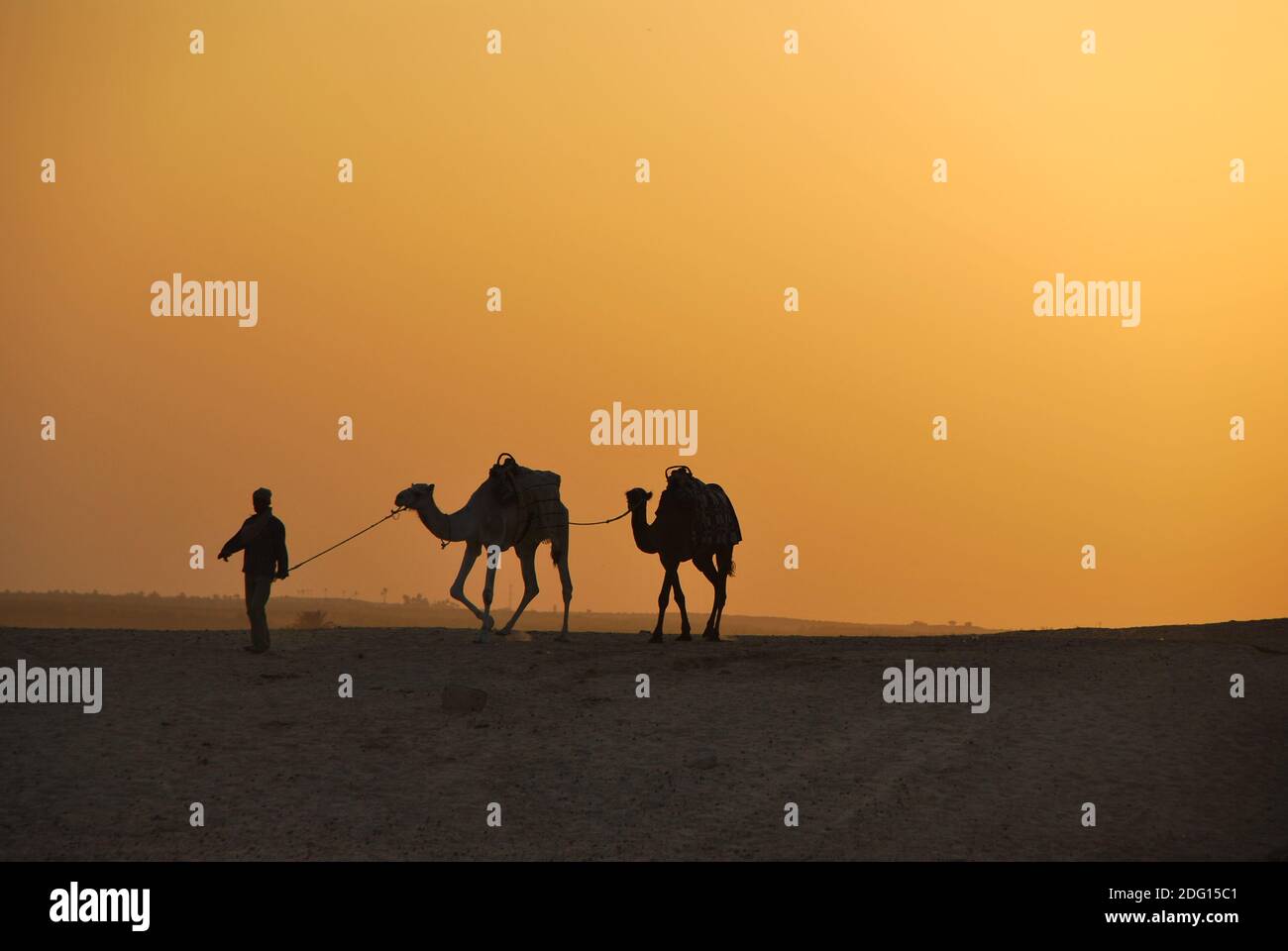 Homme sahara désert chameaux Banque de photographies et d’images à ...