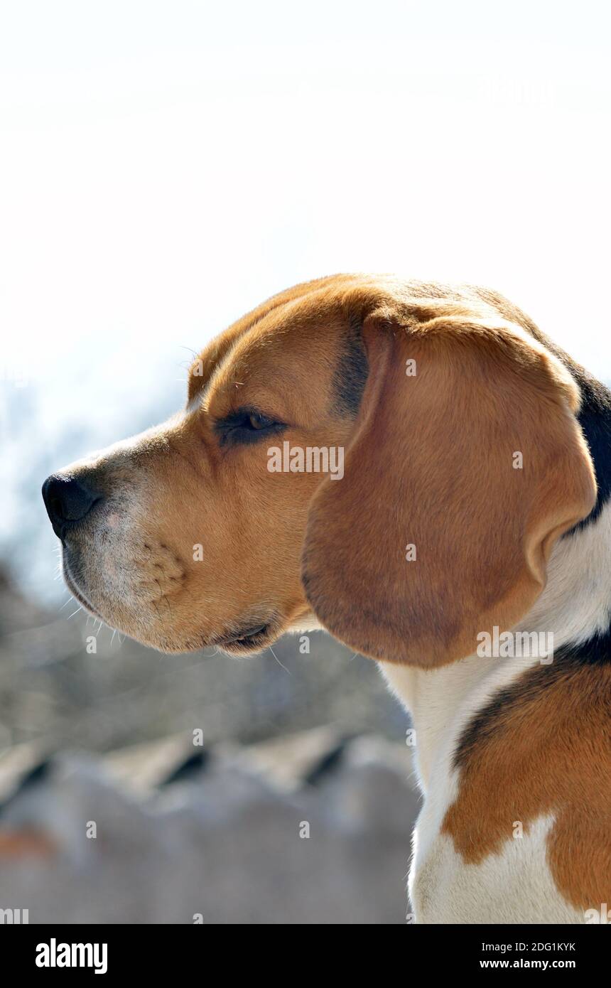 Beagle head Banque de photographies et d’images à haute résolution - Alamy
