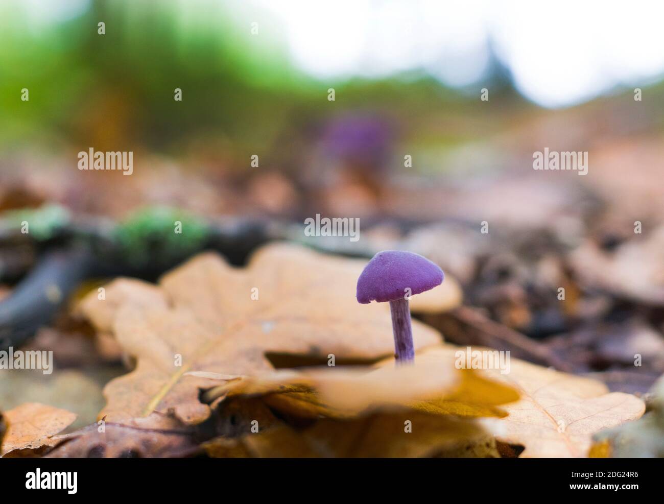 Champignon violet Banque de photographies et d’images à haute ...