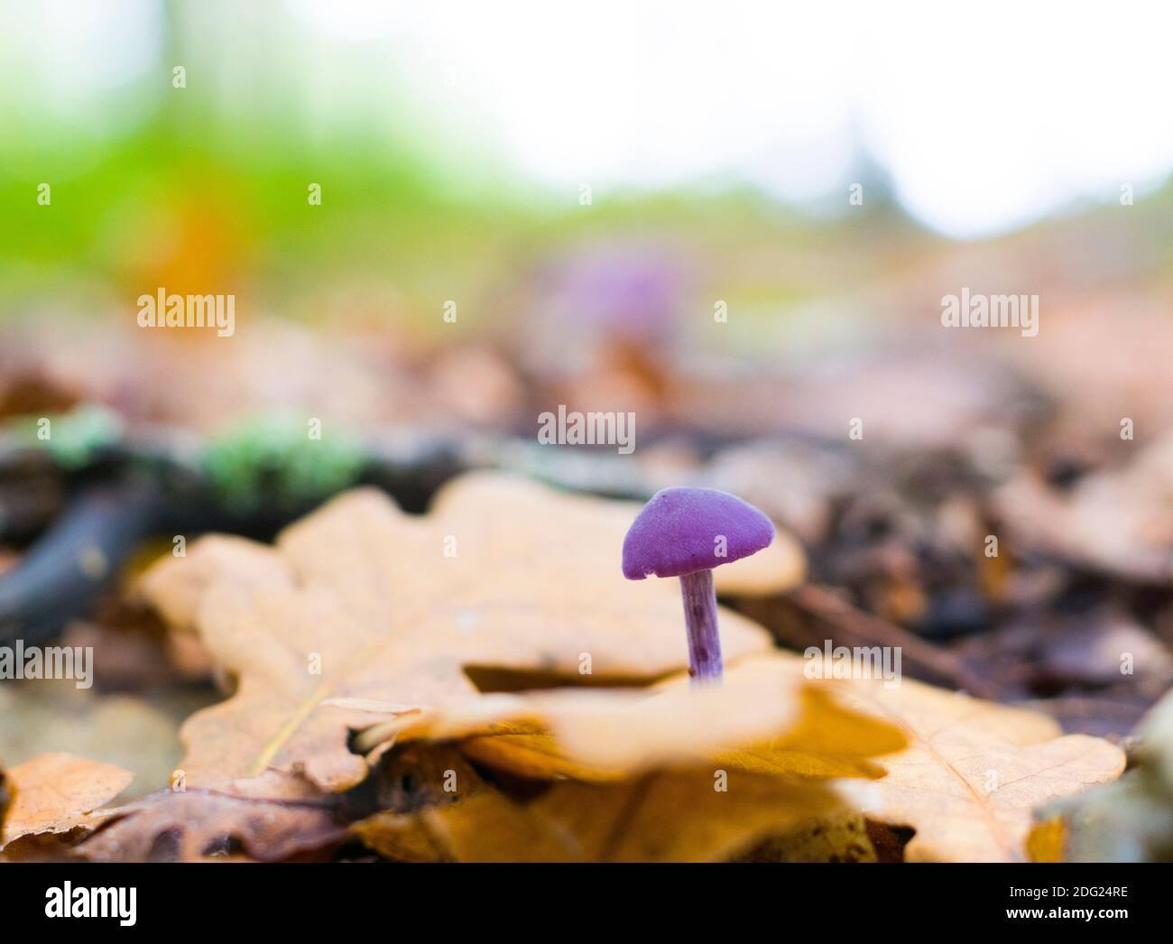 Magnifique champignon violet vu dans la forêt du Staffordshire ...