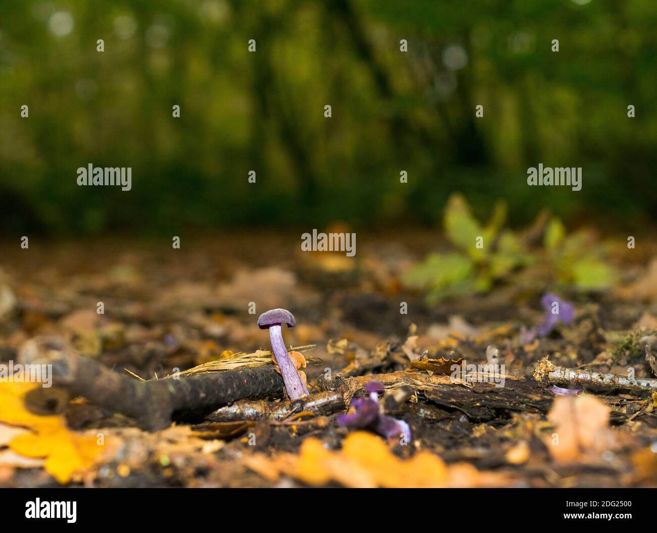 Champignon violet Banque de photographies et d’images à haute ...