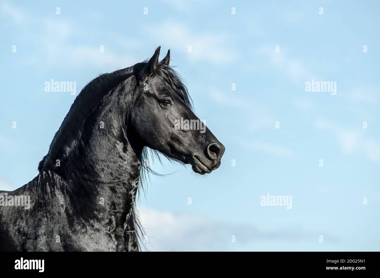 Race frisonne Banque de photographies et d’images à haute résolution ...