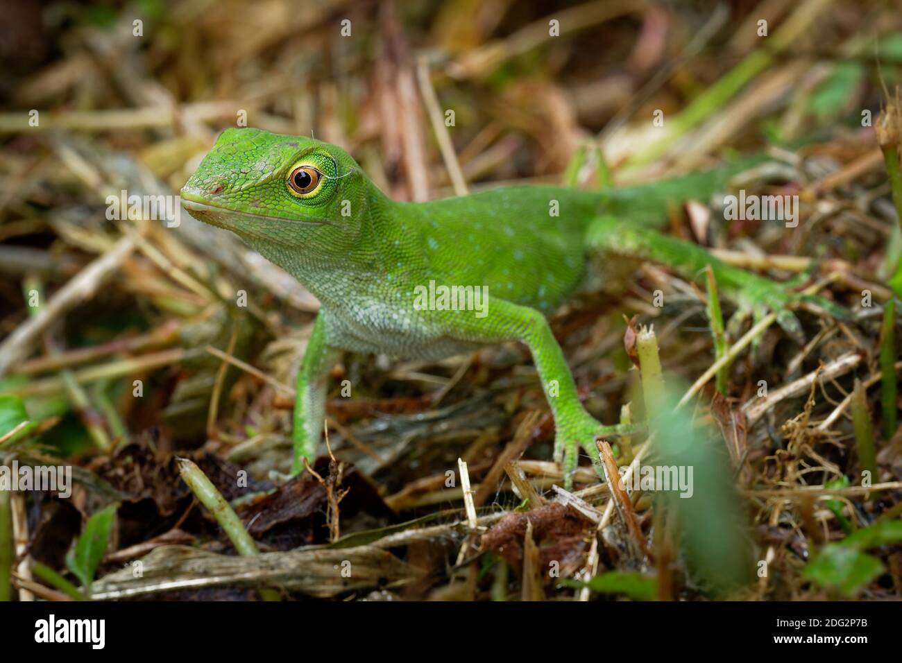 Anolis reptile Banque de photographies et d’images à haute résolution ...