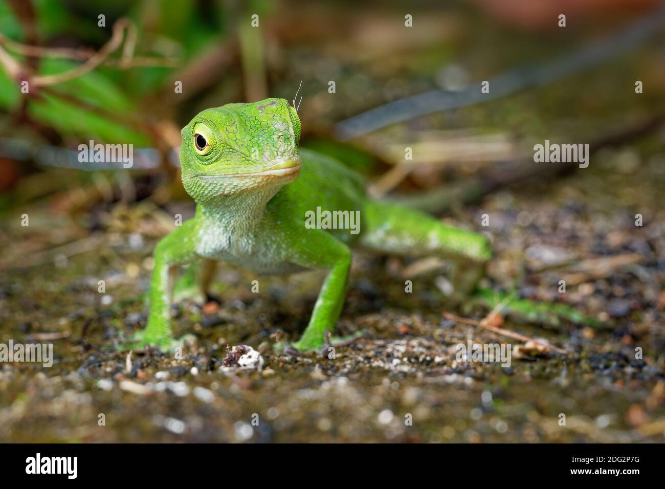 Anolis reptile Banque de photographies et d’images à haute résolution ...