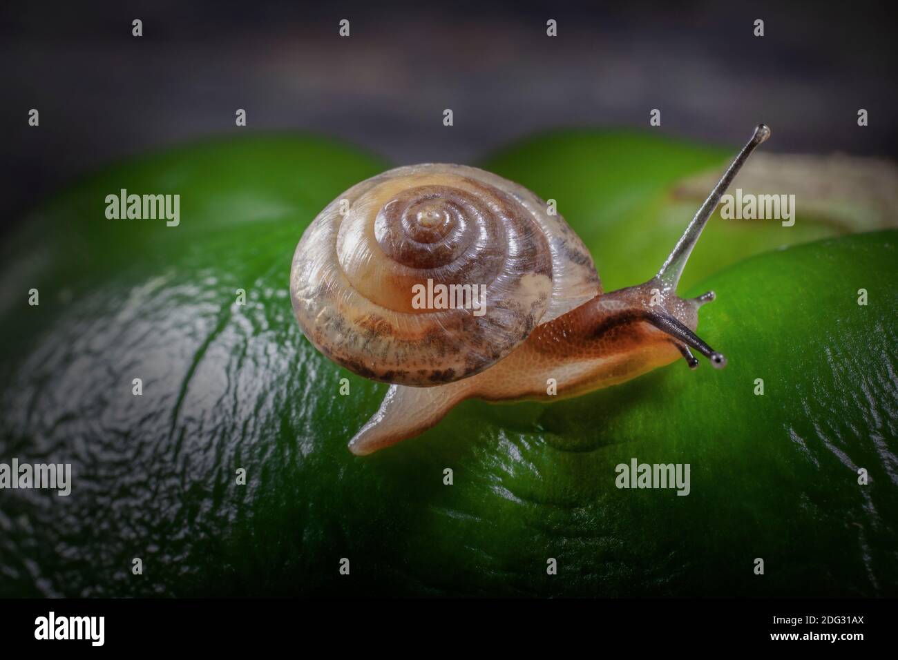 L'escargot est vraiment petit Banque de photographies et d’images à ...