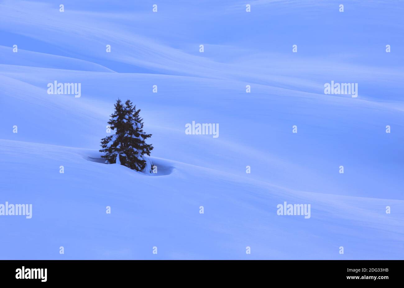 épicéa enneigé Banque de photographies et d’images à haute résolution ...