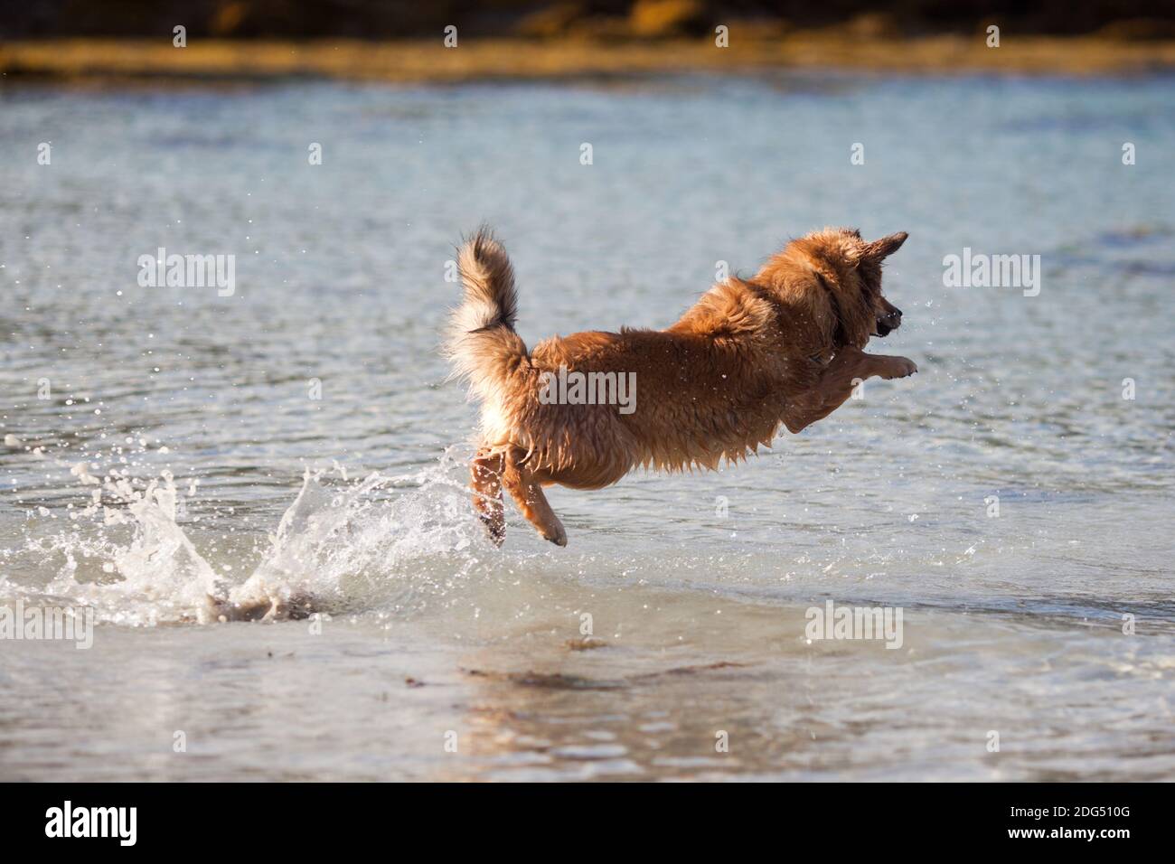 Chien elo Banque de photographies et d’images à haute résolution - Alamy