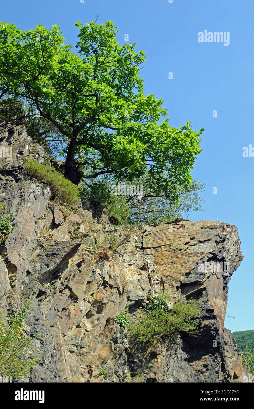 Rock tree Banque de photographies et d’images à haute résolution - Alamy