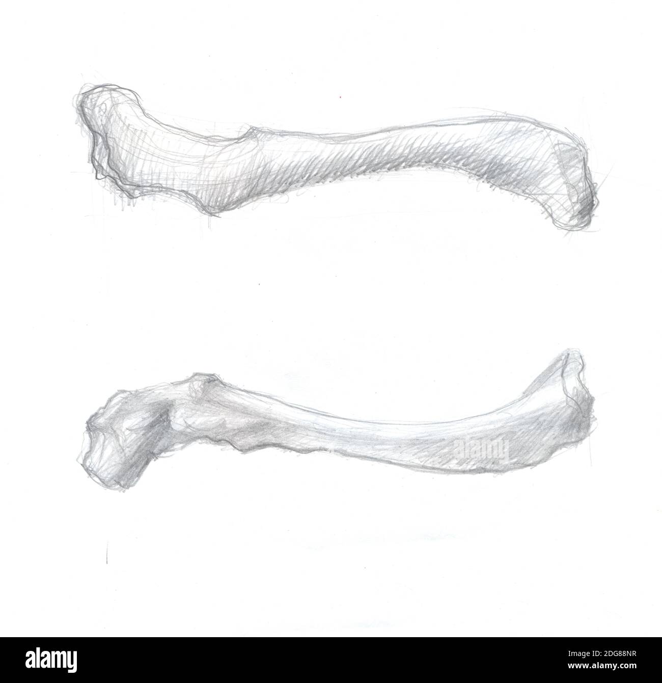 Anatomie de la clavicule Banque de photographies et d’images à haute ...