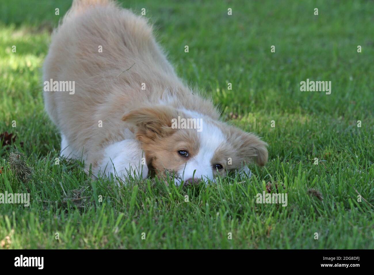 Chiot border collie rouge Banque de photographies et d’images à haute ...