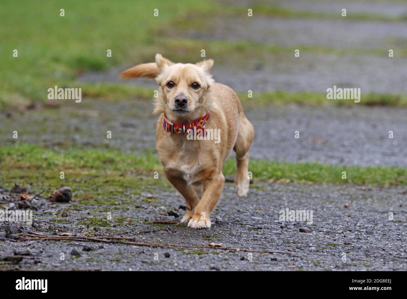 Podenco maneto Banque de photographies et d’images à haute résolution ...