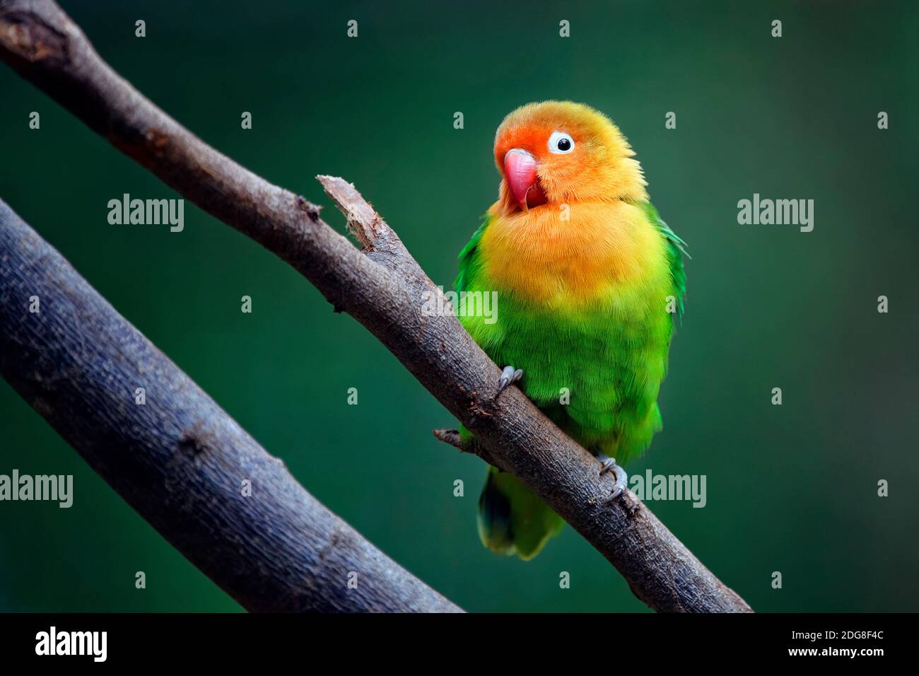 Inséparable oiseau Banque de photographies et d’images à haute ...