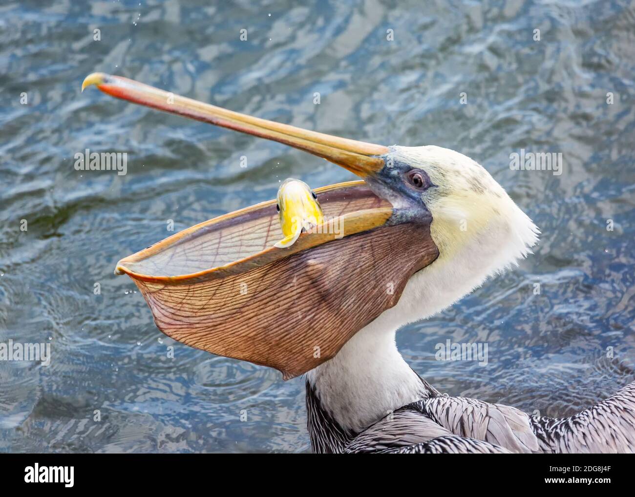 Un pélican manger un poisson pour le déjeuner Photo Stock - Alamy
