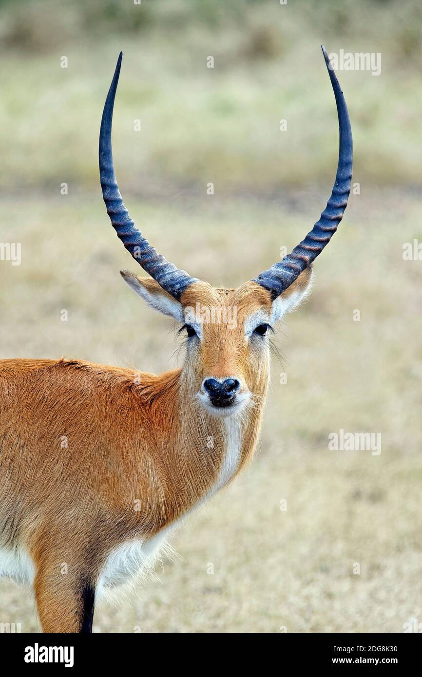 Lechwe rouge Banque de photographies et d’images à haute résolution - Alamy