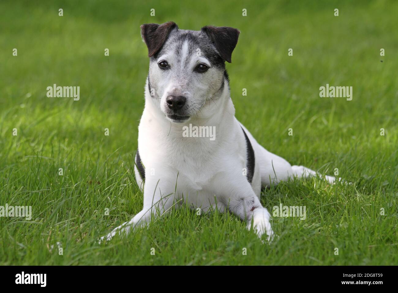 Vieux chien Banque de photographies et d’images à haute résolution - Alamy