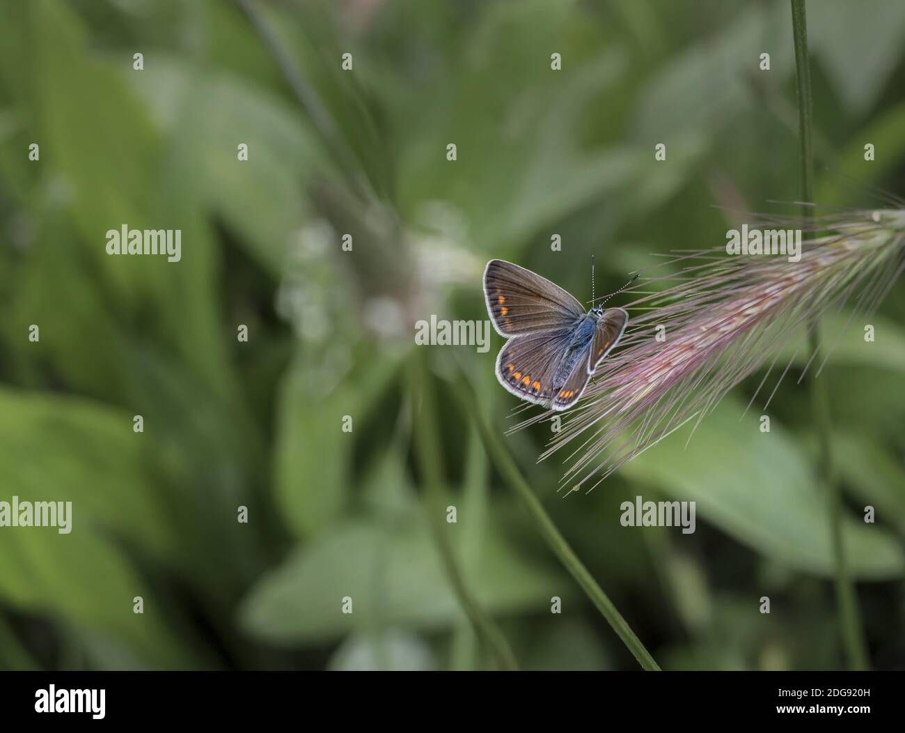 Gorgeous butterfly Banque de photographies et d’images à haute ...