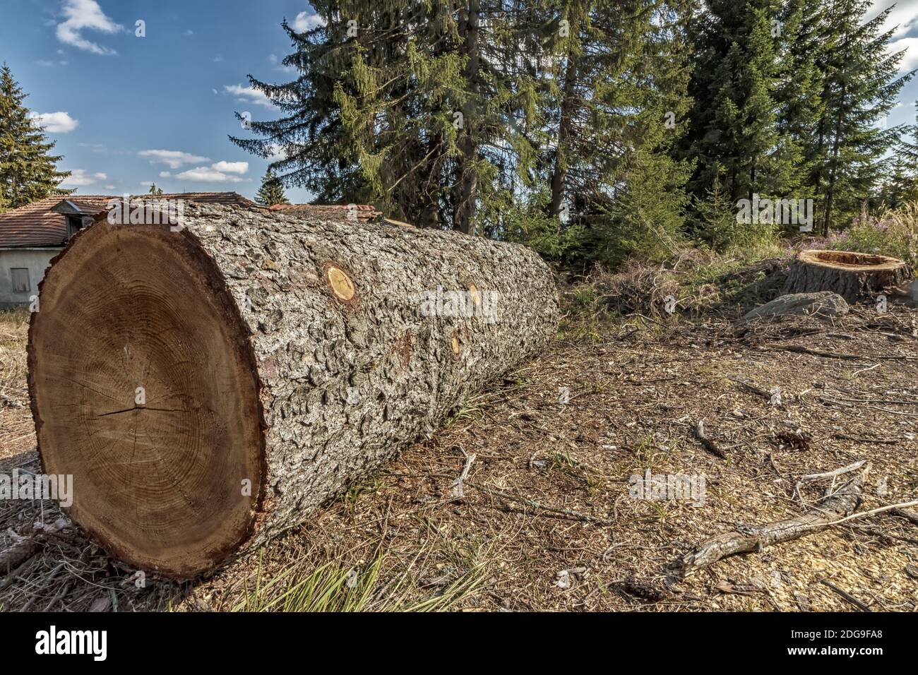 Deforestation tree cut concept Banque de photographies et d’images à ...