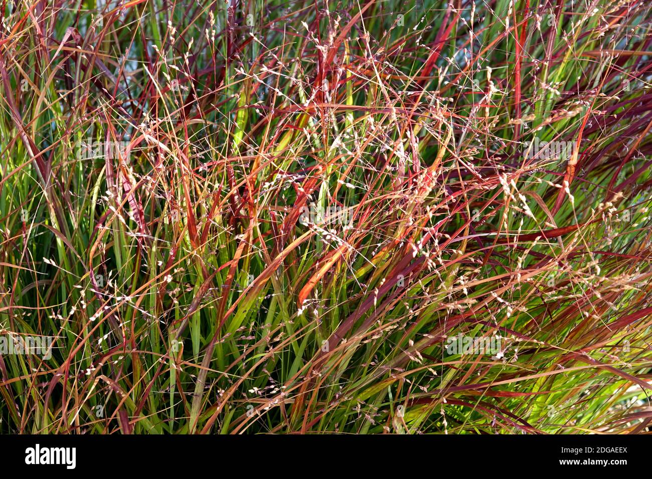 Panicum virgatum shenandoah Banque de photographies et d’images à haute ...