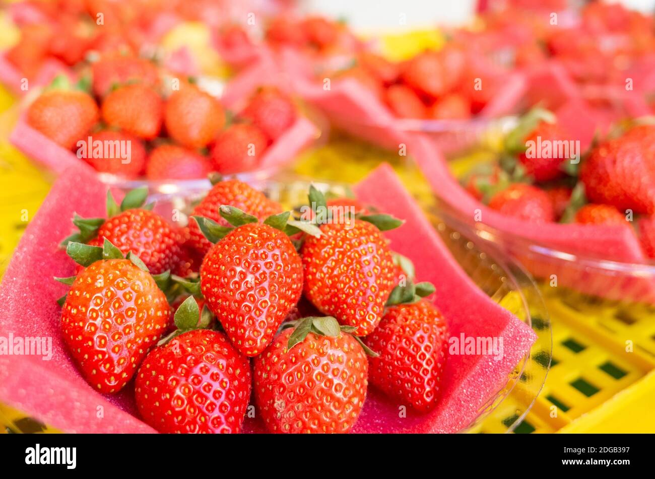 Marchand de fraises Banque de photographies et d’images à haute ...