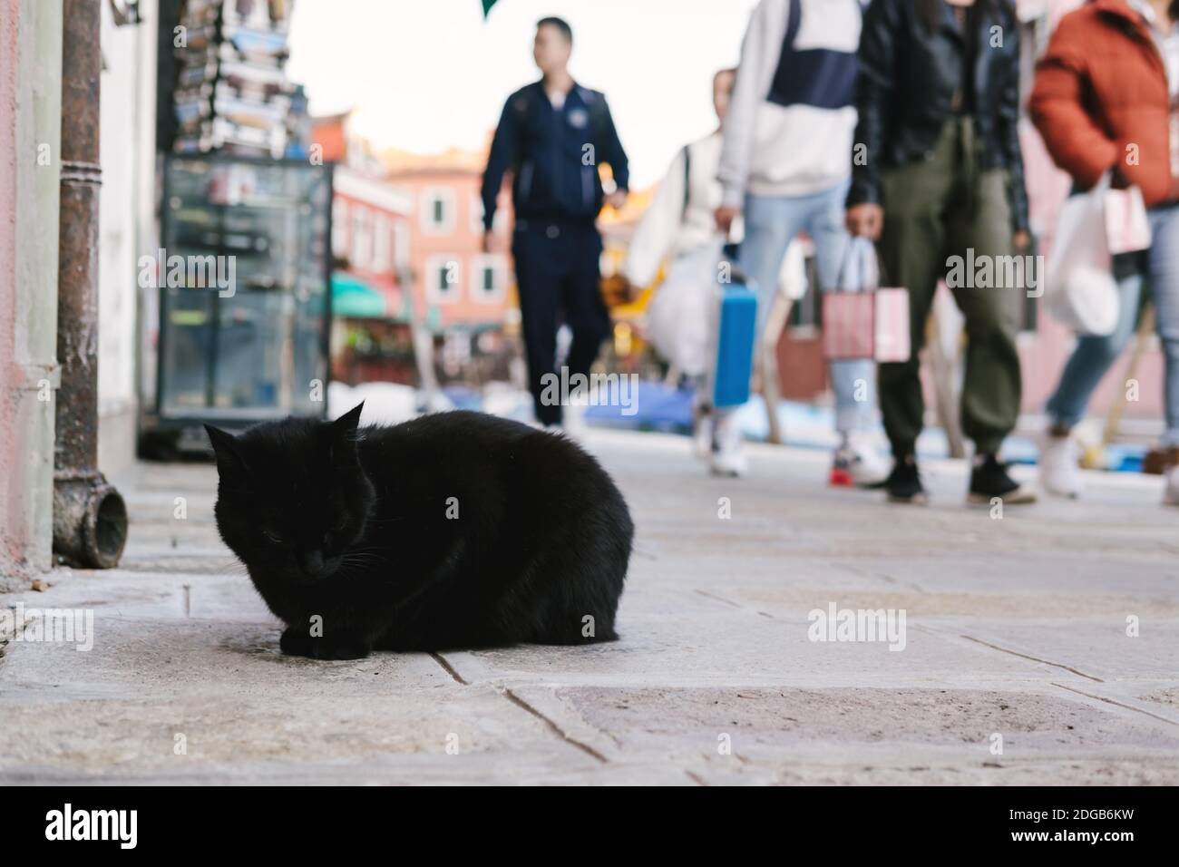 Le chat mignon sans-abri se trouve dans la rue et se repose. Italie ...